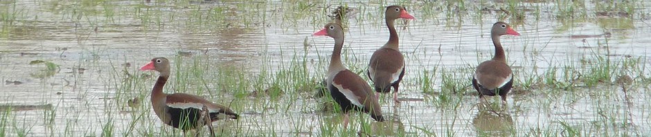 Sprouted food | From so simple a beginningFrom so simple a beginning